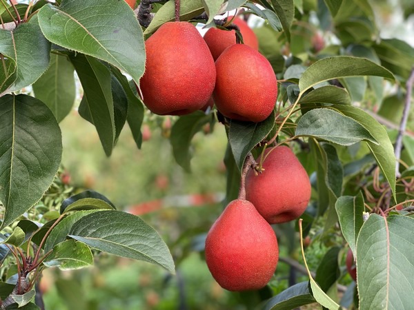 "The PiqaBoo is a new pear, but actually it's a new type of fruit"