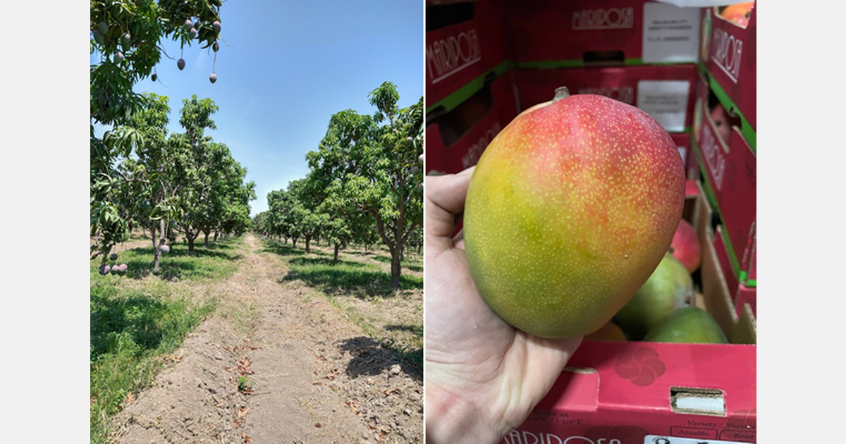 "Organic mango market stablizes after dramatic January"