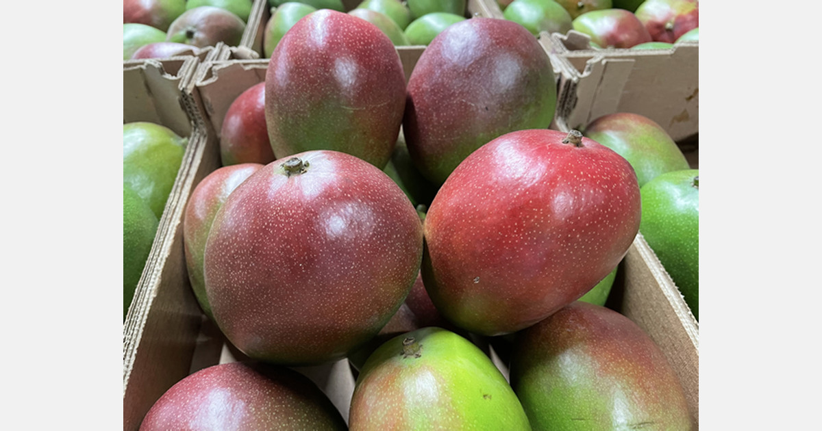 "Mango market well balanced again, despite large supply,"