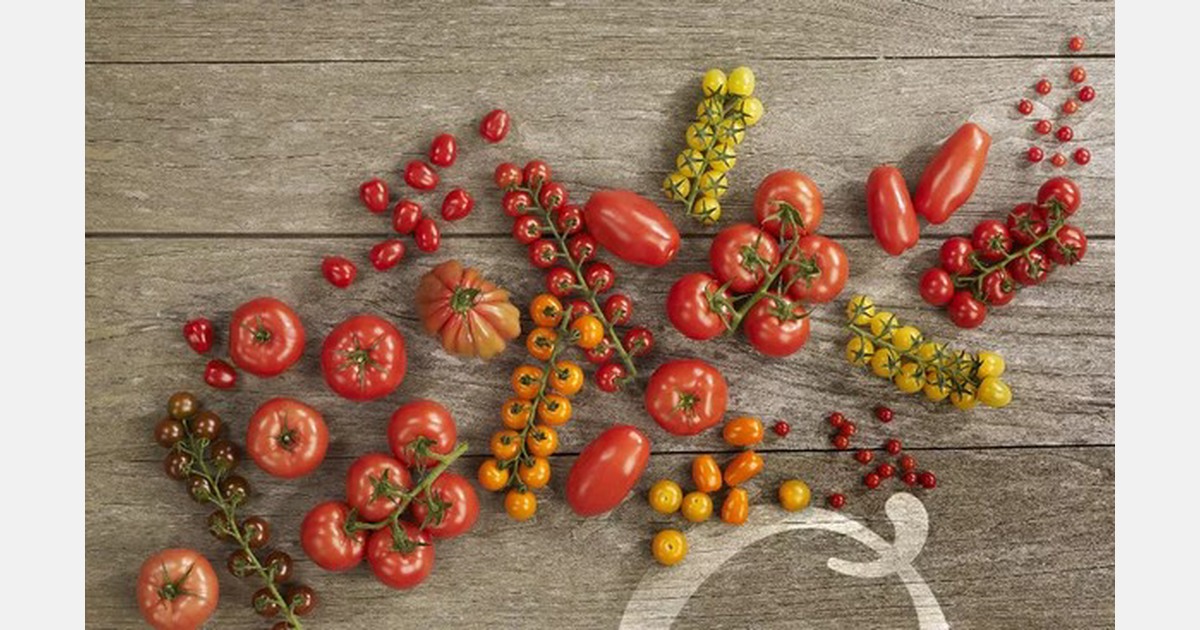 "Chain of events led to sky-high tomato prices"