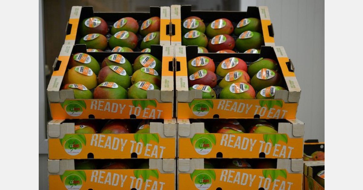 "Until Ivory Coast enters the market, mangoes will remain in short supply"