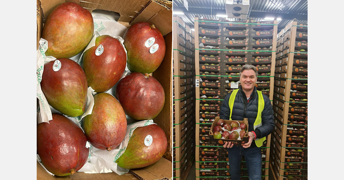 "First Tommy Atkins mangoes arrive on good market"