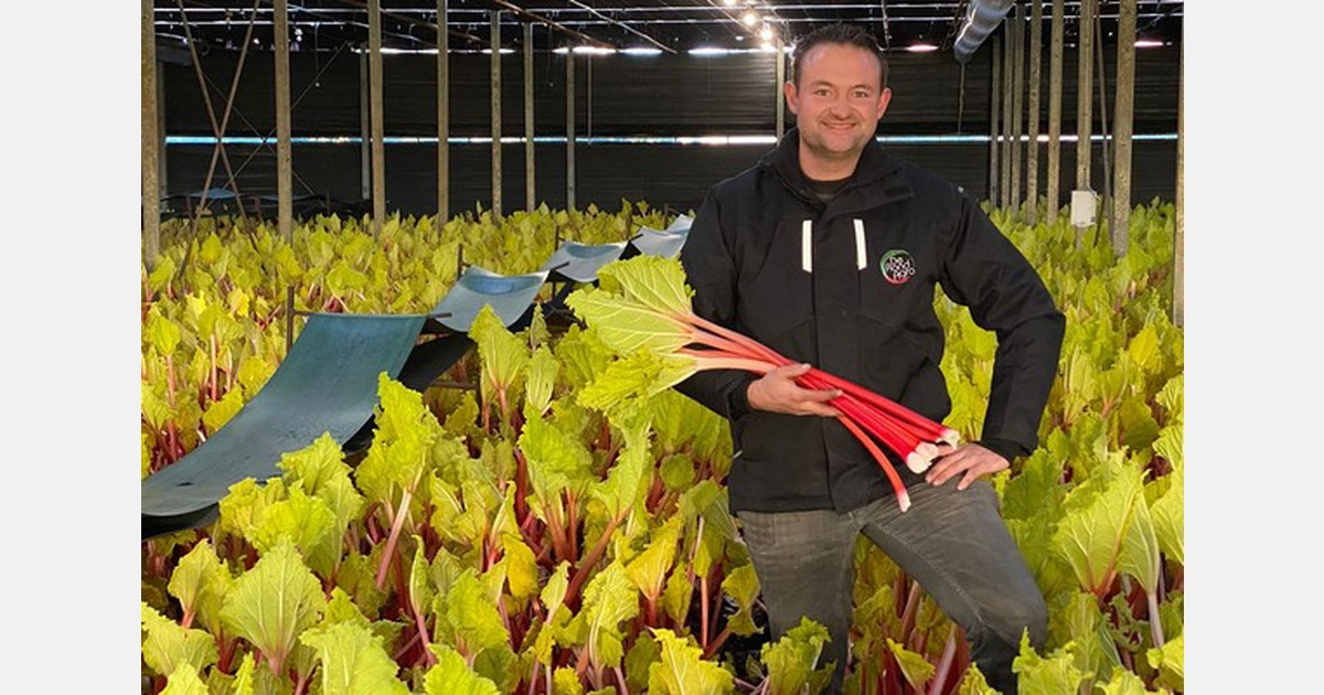 "Full forced rhubarb production arrives right on time for Easter"