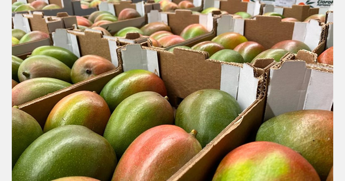 "Mango exports from Peru's Casma region drop heavily this week"