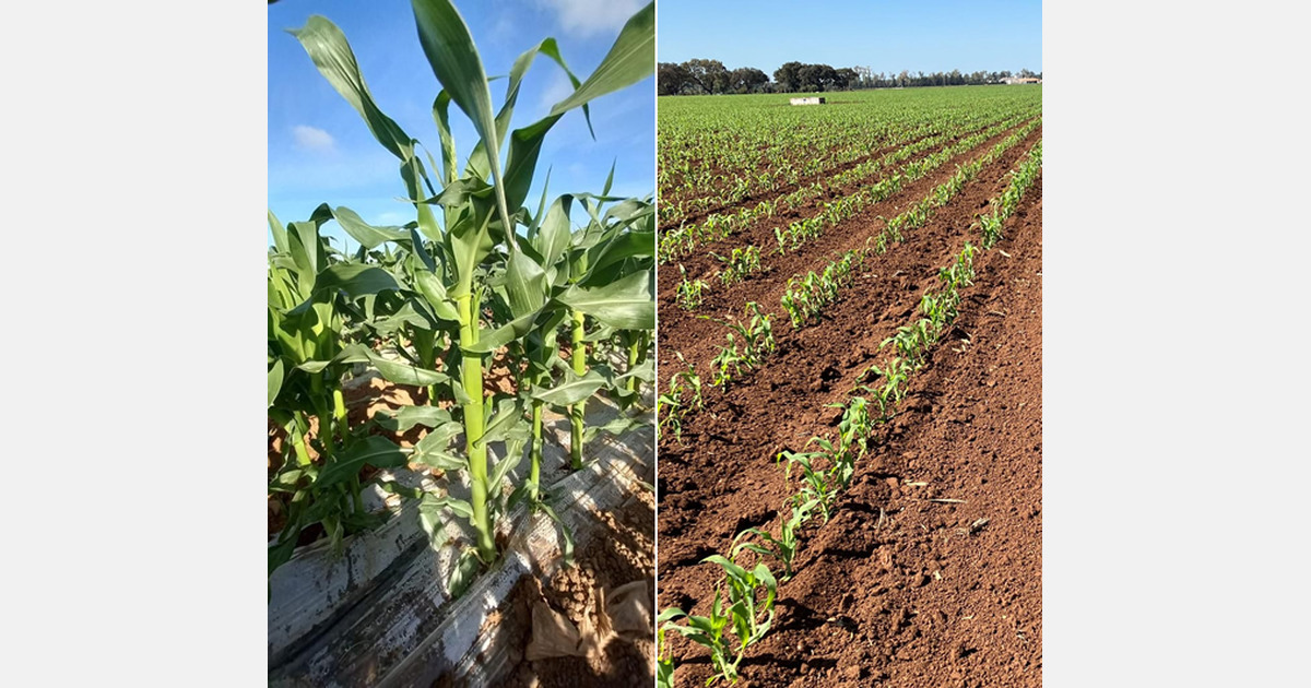 "We're waiting for spring to sow Dutch sweetcorn, luckily no gaps in ...