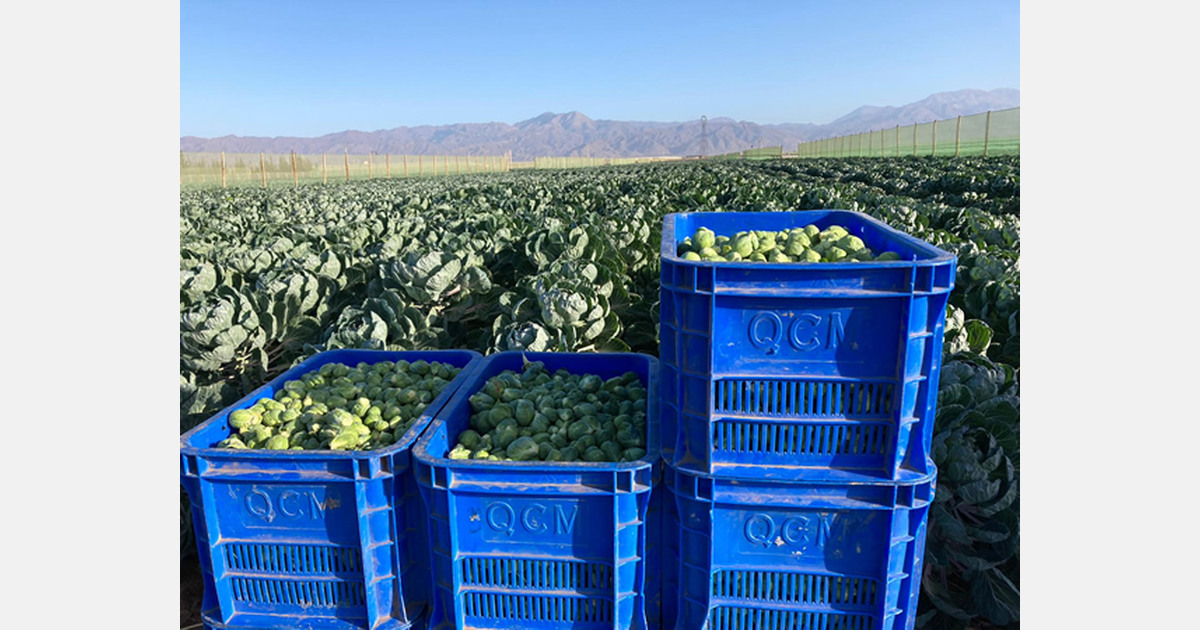 "Late spring strongly fueling Brussels sprout demand"