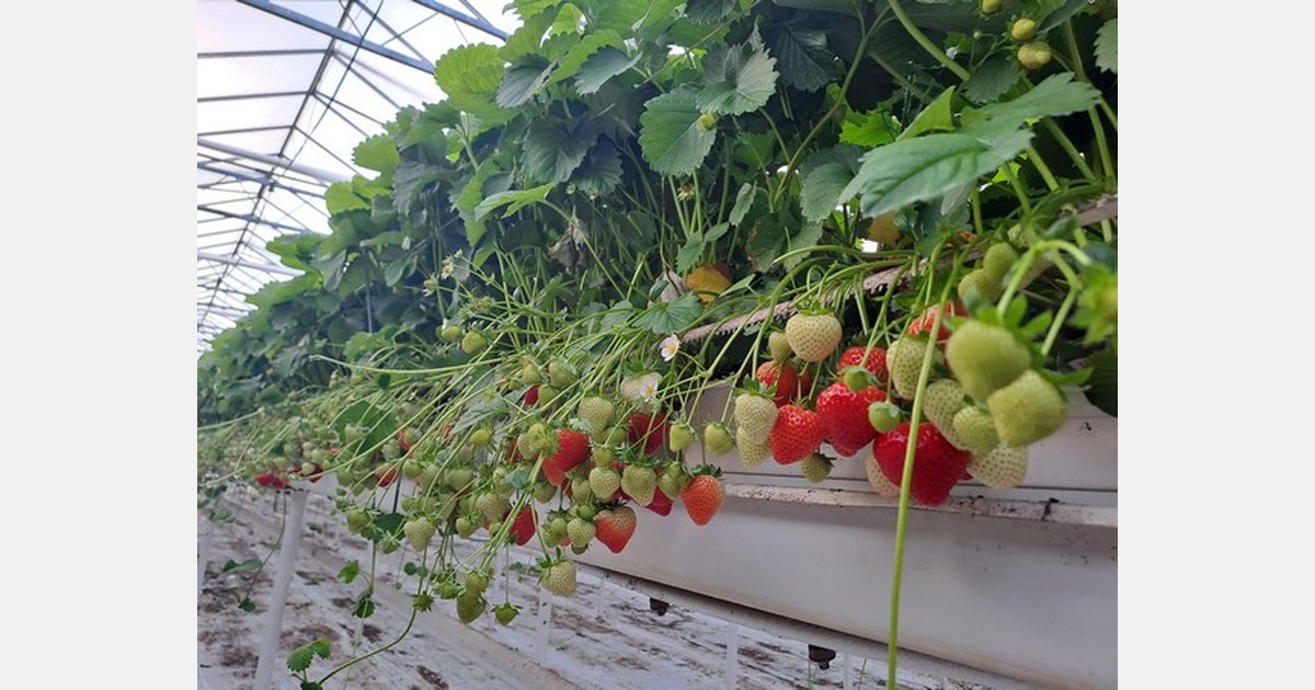 "Warm September created Belgian strawberry supply gap"