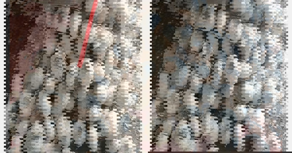 Higher garlic prices this year