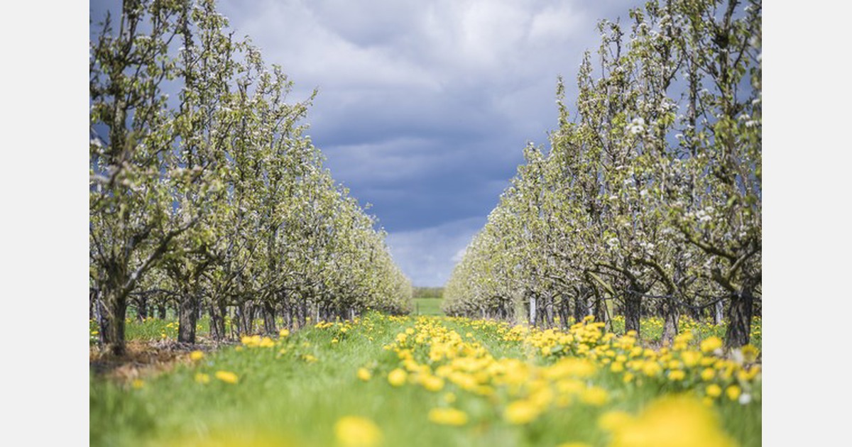 "Low European yields could benefit Belgian pears"