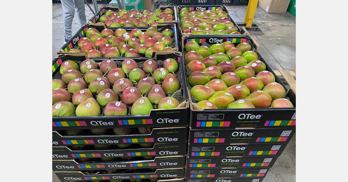 "Perfect weather conditions lead to the largest Belgian Qtee pear crop ...
