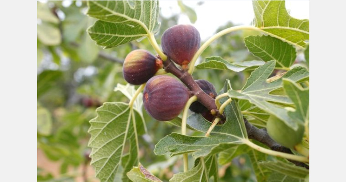 "Bursa figs are a hot item on the market"