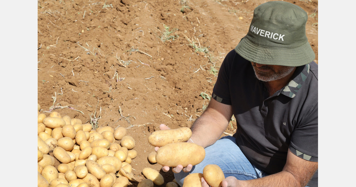 In Lebanon, new potatoes for export are harvested in July and November