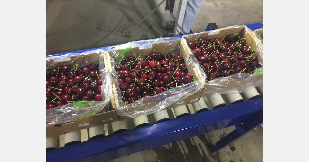 Chilean cherry season about to start