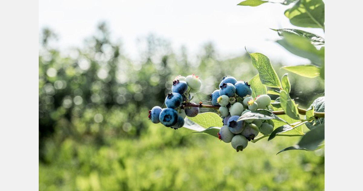 "The pandemic and inflation have made people realize that frozen fruit ...