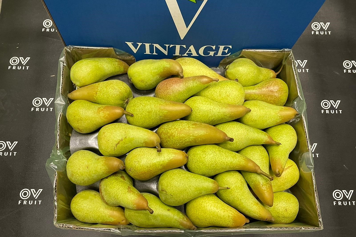 "Italian Abate Fetel pear shortage offers space for South African pears"