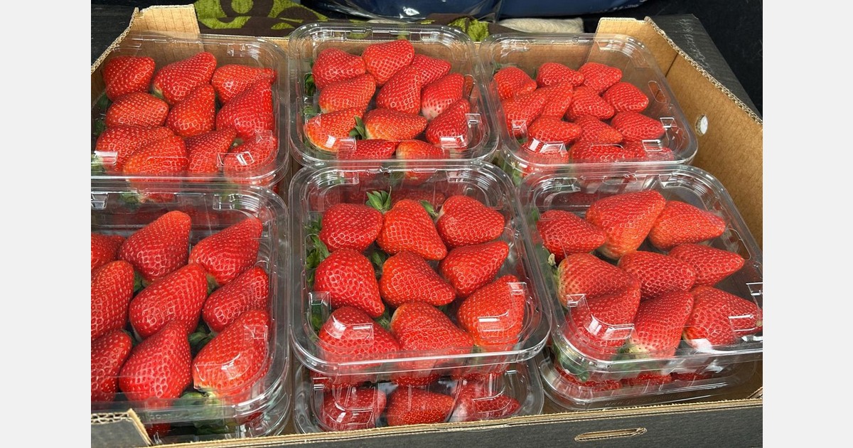 "Very good Spanish strawberry season expected to continue"