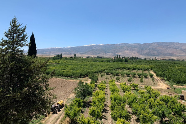 "Major grower in Lebanon seeks cooperation with north European fresh ...