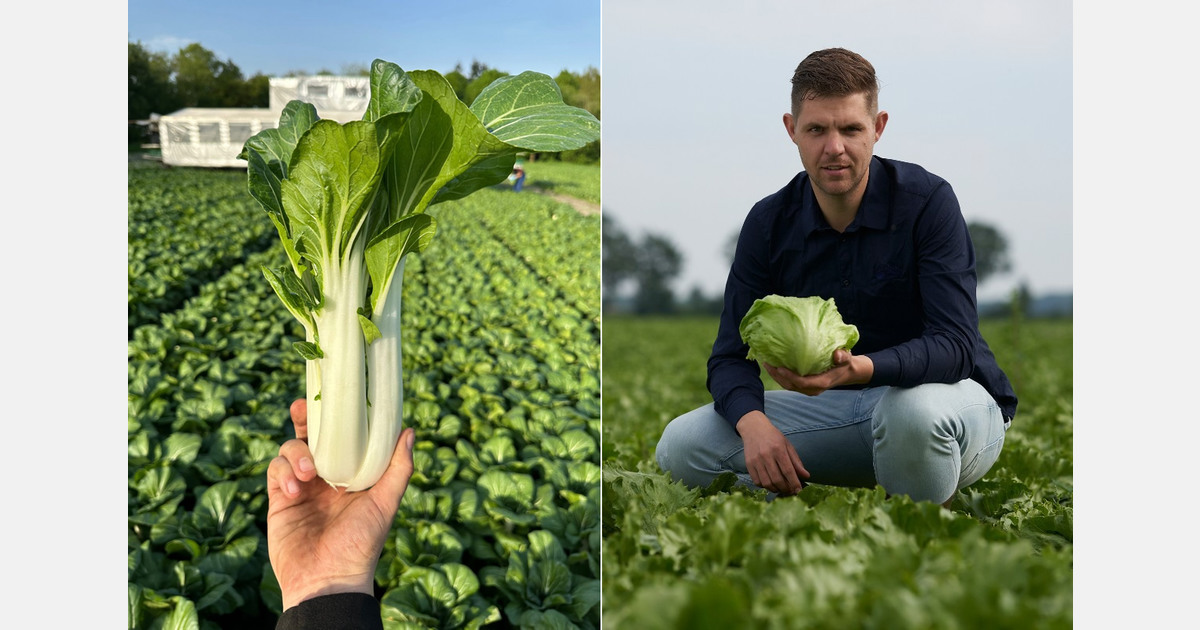"Good demand for Dutch open field vegetables"