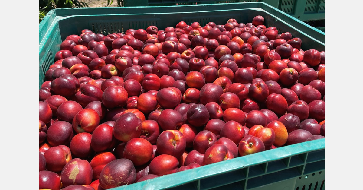 "Good volumes of Spanish nectarines, but peaches and cherries are ...