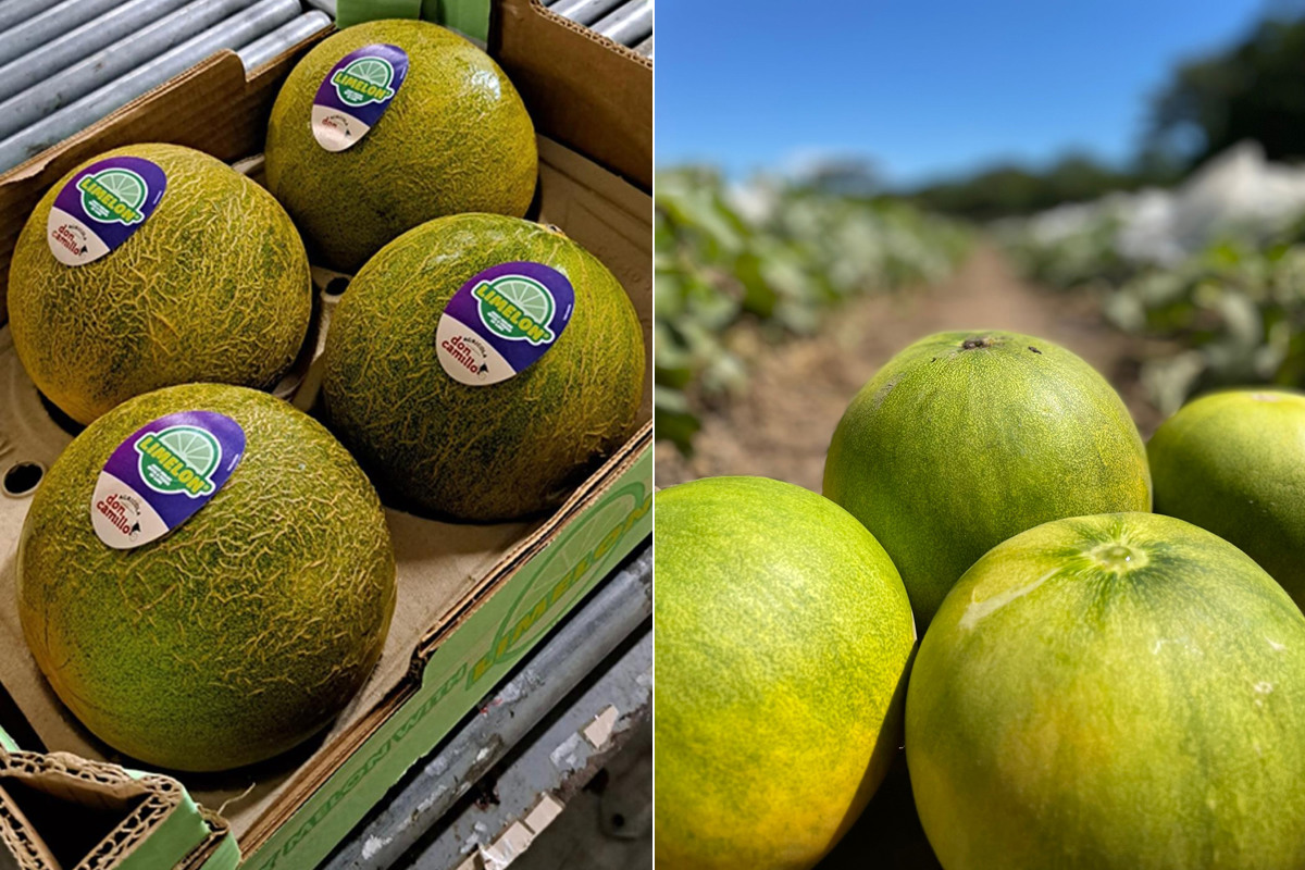"Limelon is finding its way as a specialty melon within European retail"