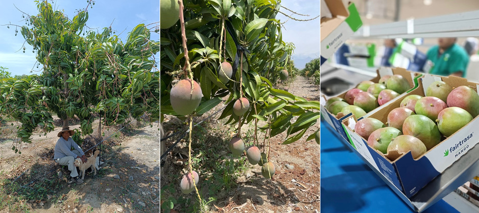 "Market eager to receive West African organic mangoes after challenging ...