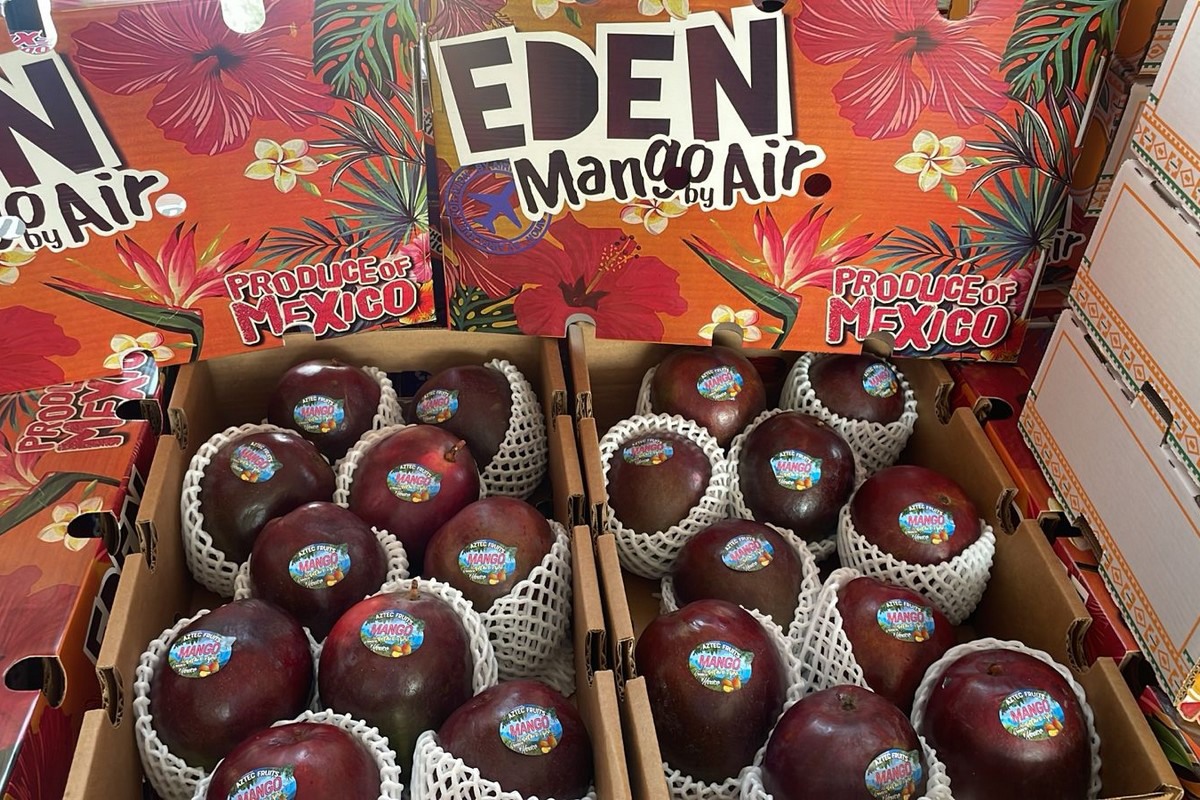 "Strong peso detrimental to export of Mexican mangoes to Europe"