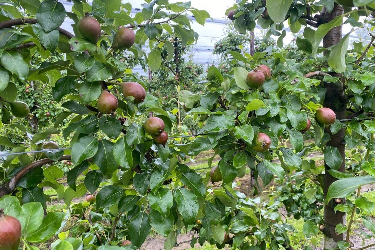 "For QTee, we only expect a 70 per cent yield, but PiqaBoo seems to get ...