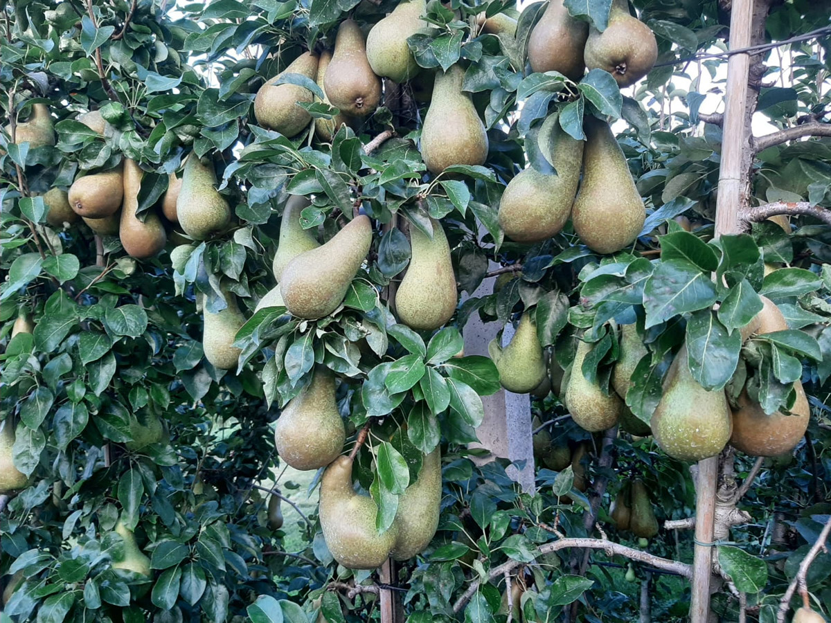 "Abate-pear is on the wane in Italy and that presents opportunities"