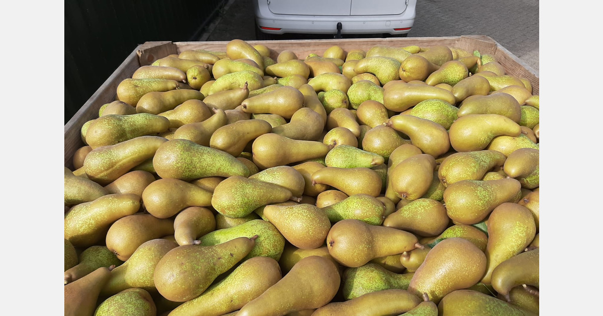 "Abate-pear is on the wane in Italy and that presents opportunities"