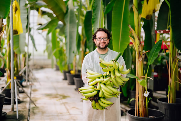 Chiquita and Yelloway present first resistant banana plant Yelloway One