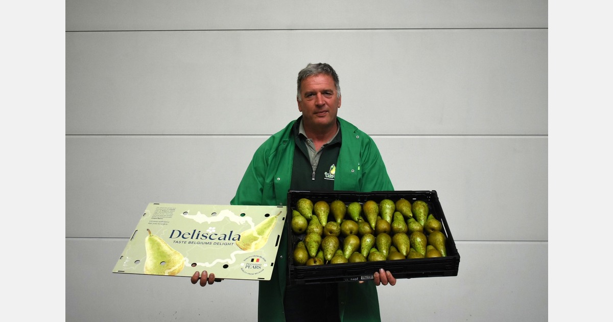 Strong pear demand drives price to 90 cents per kilo