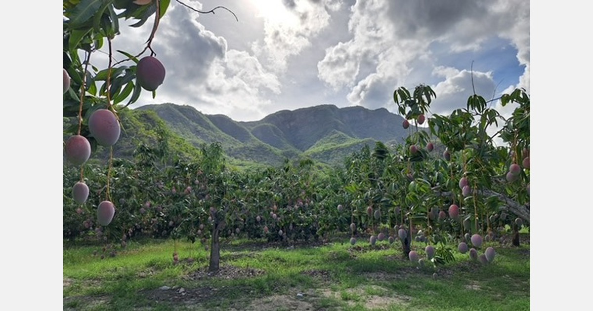 "Unclear mango market with mixed signals on Peruvian supply"
