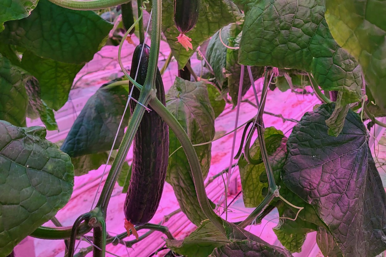 BelOrta growers launch illuminated winter crop of cucumbers and tomatoes