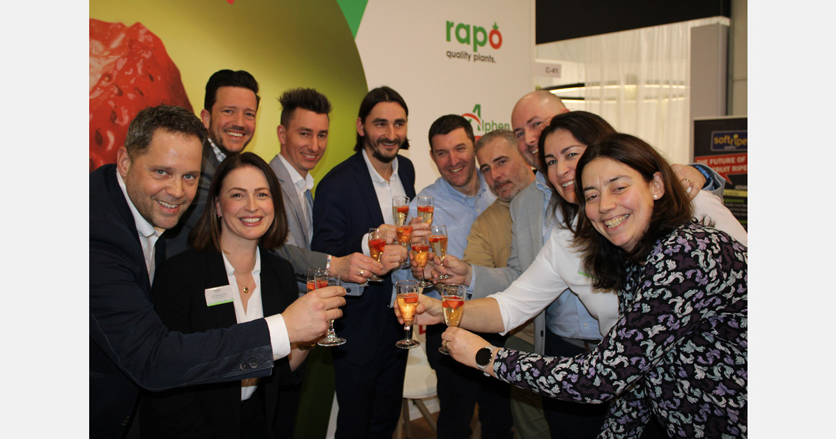 New premium strawberry variety Bachata to be marketed through Angus ...