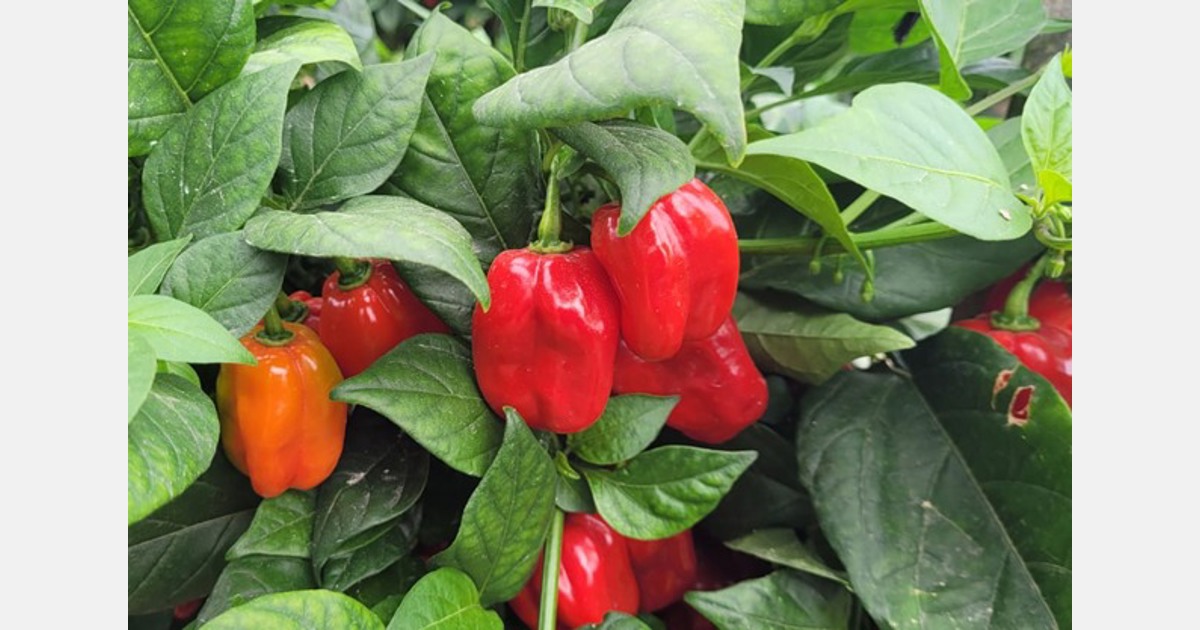 "Spanish pepper availability challenges increase toward the end of the season"
