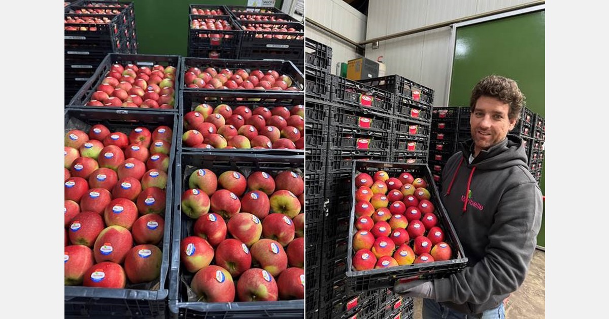 "Year-round Dutch apples provides confidence and security throughout ...