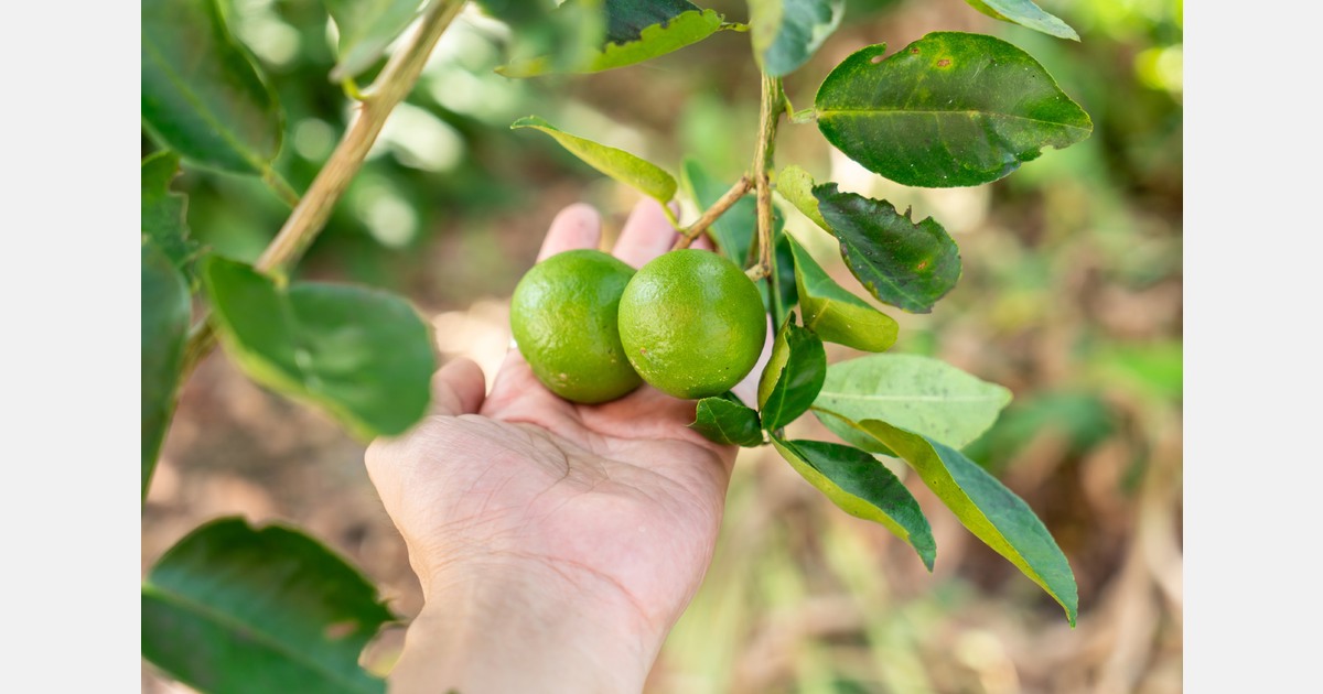 "High supply and weak demand drive lime prices down"