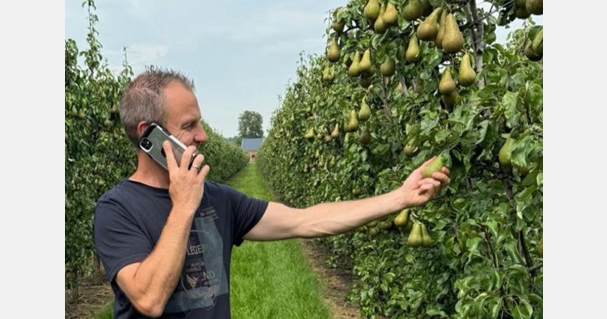 "Pear market well balanced, Eastern European frost lifts sentiment"