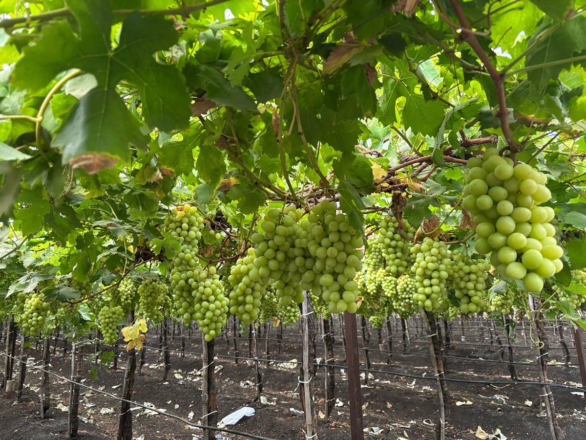 "New grape varieties are steadily gaining ground in India"