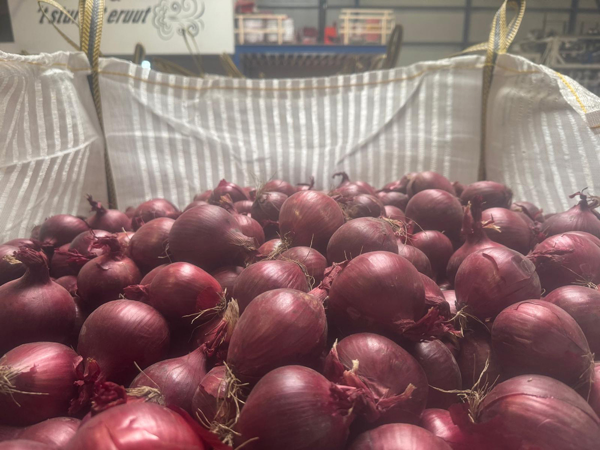 "Red onion prices rose steadily throughout the season"