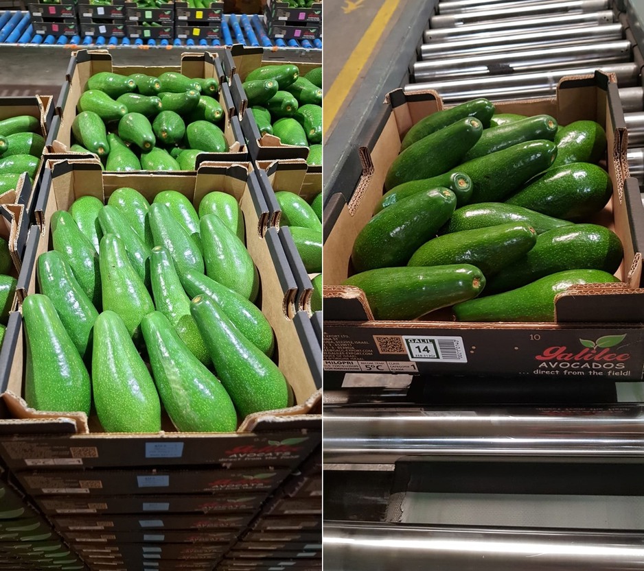 "Fewer Hass and more Greenskin avocados from Israel"