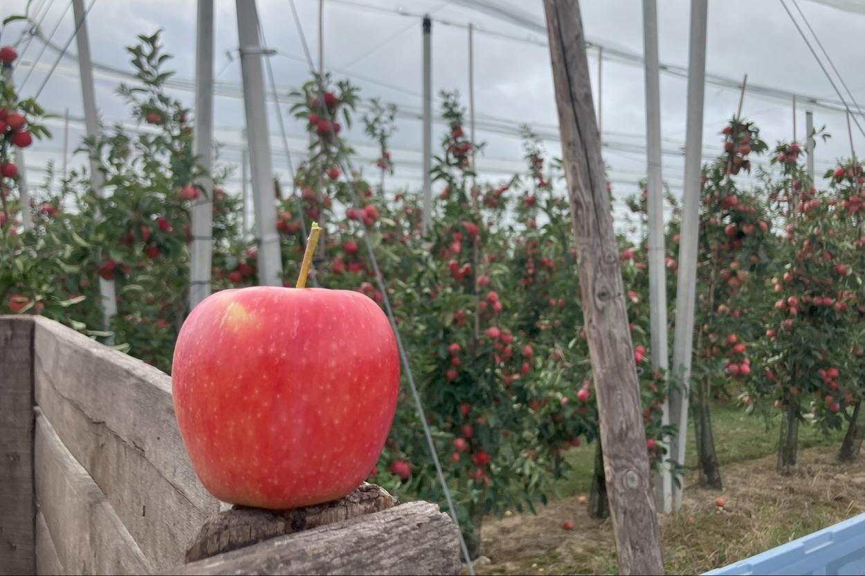 "Coryphée apple delivers strong yields of around 80 tons per hectare"