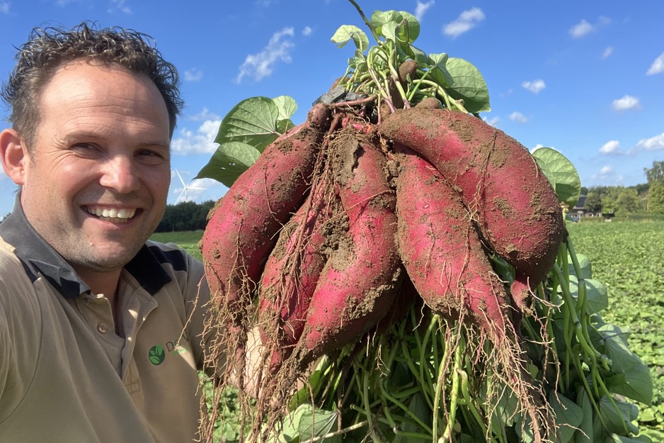 Dutch sweet potato harvest in full swing