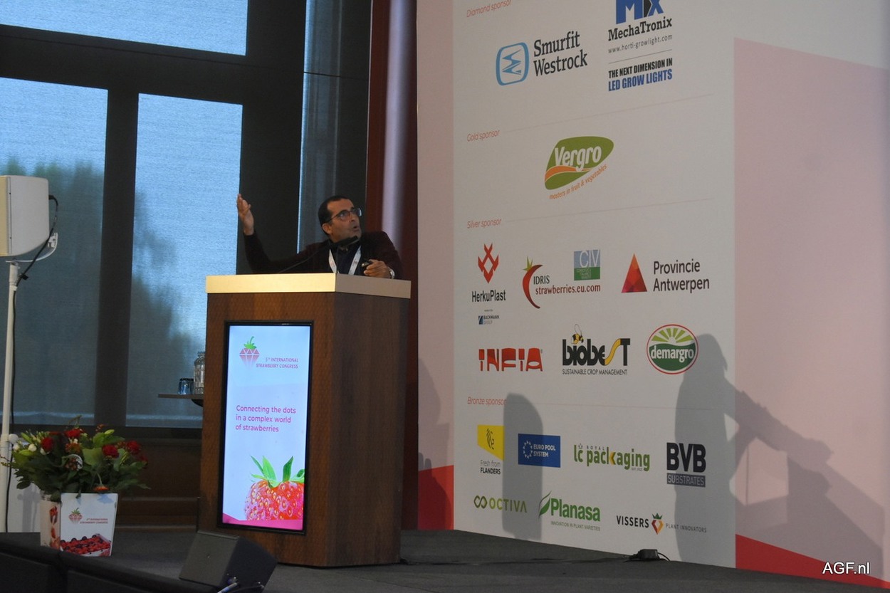 "Moroccan blueberry and raspberry production rising, while strawberries ...