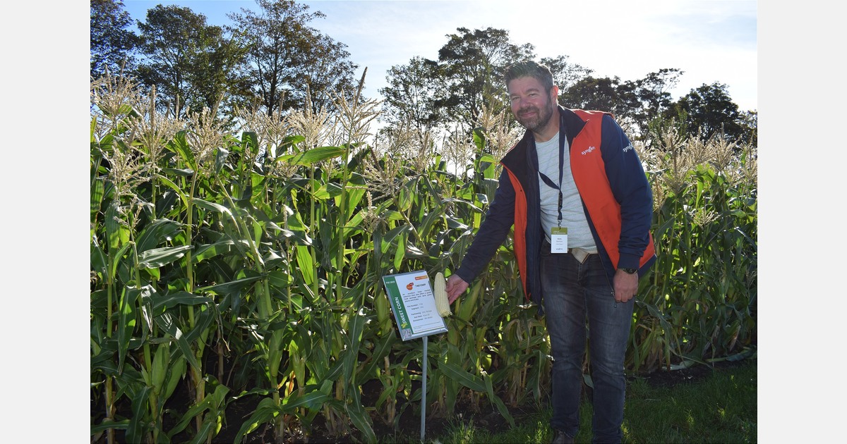 Unique sweetcorn, cauliflower, and broccoli showcased at Fields of ...
