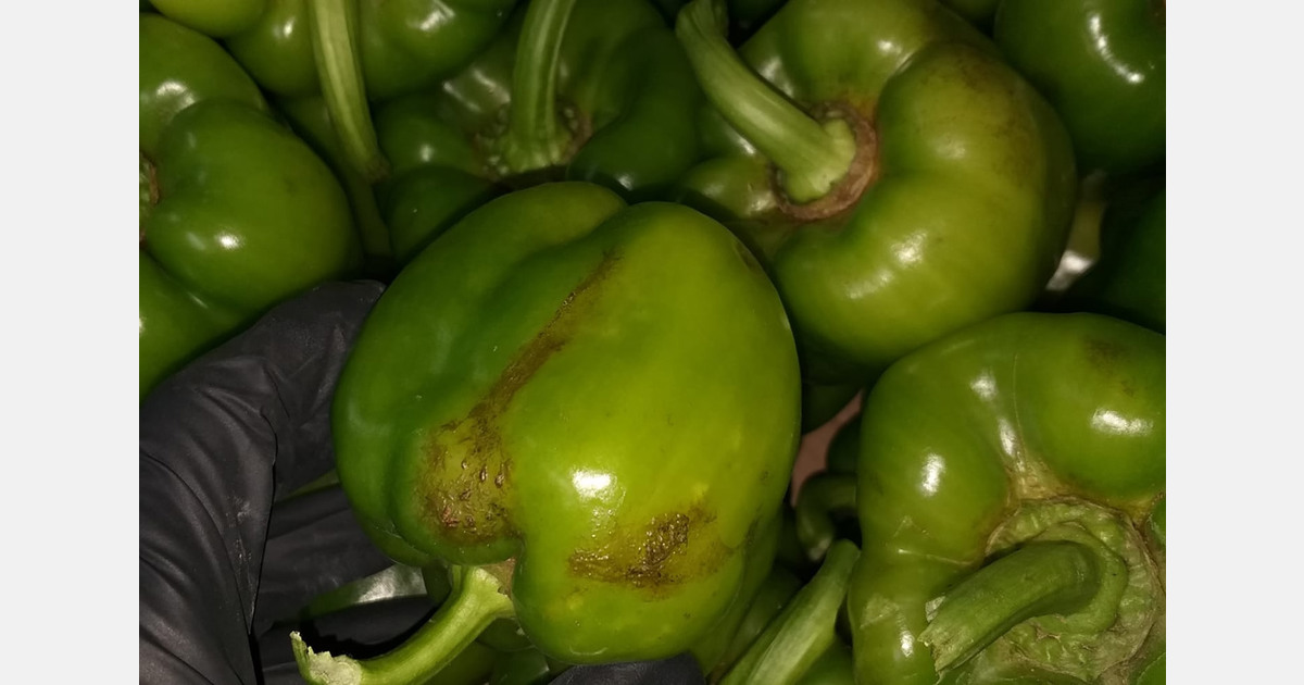 "Spanish pepper growers struggle with thrips Parvispinus"