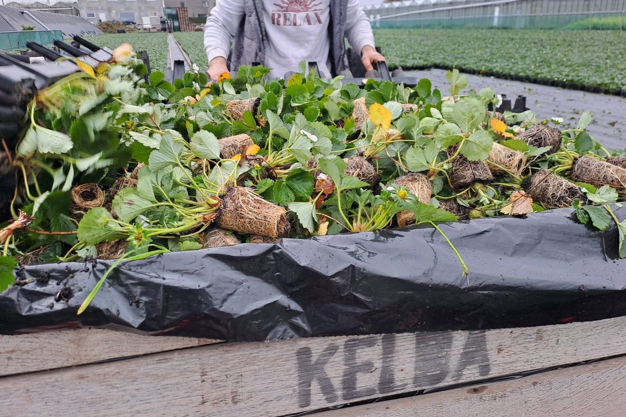 "Lower demand is offset by pastry chefs, who are traditionally busier ...