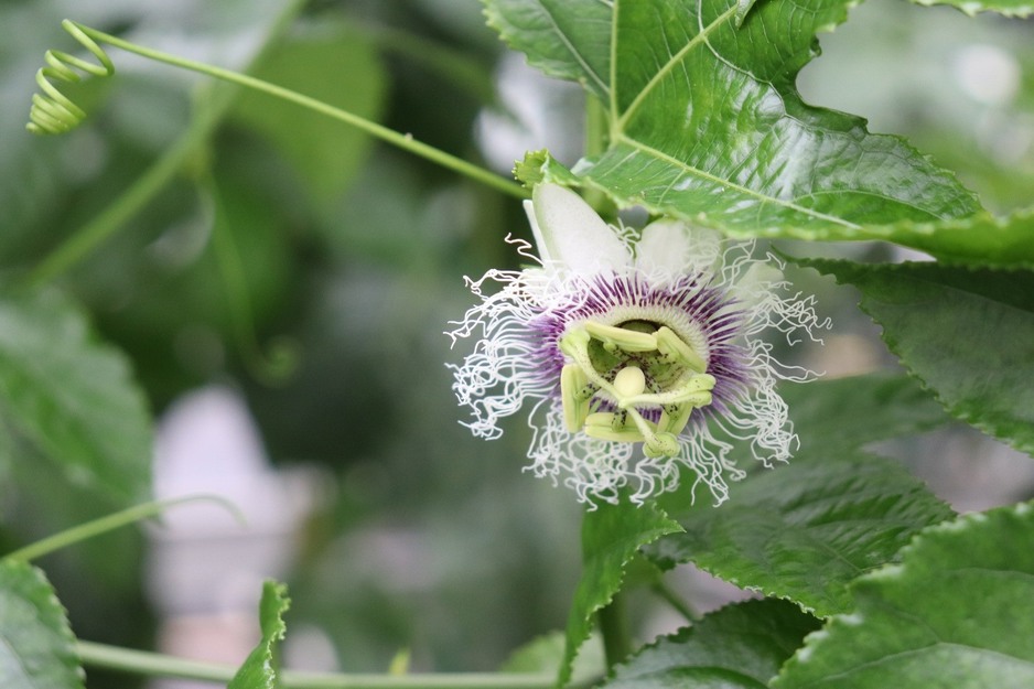 “We expect local passion fruit to be distinctive”