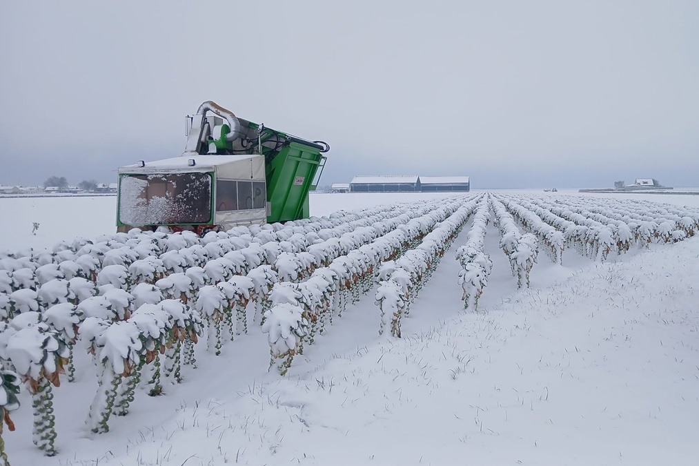 "The key question is how much damage the frost has caused to the sprouts"