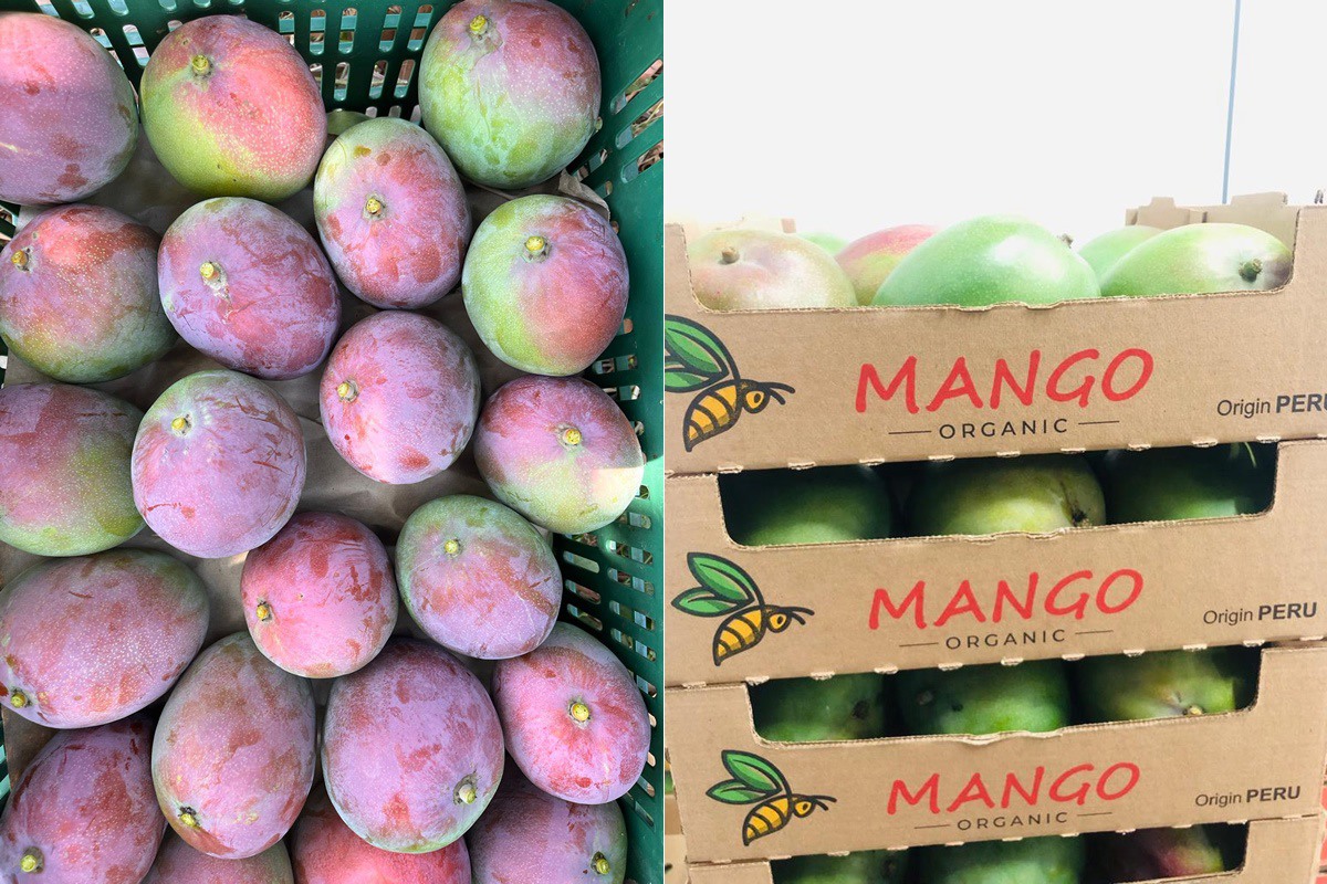 "Organic mango prices far higher than last year"